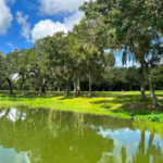 Home - Wildernessshores